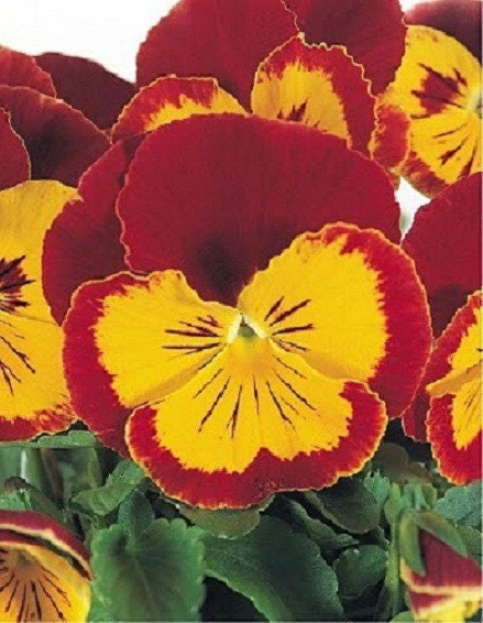 50 Pansy Joker Red and Gold Pansy Seeds | Etsy