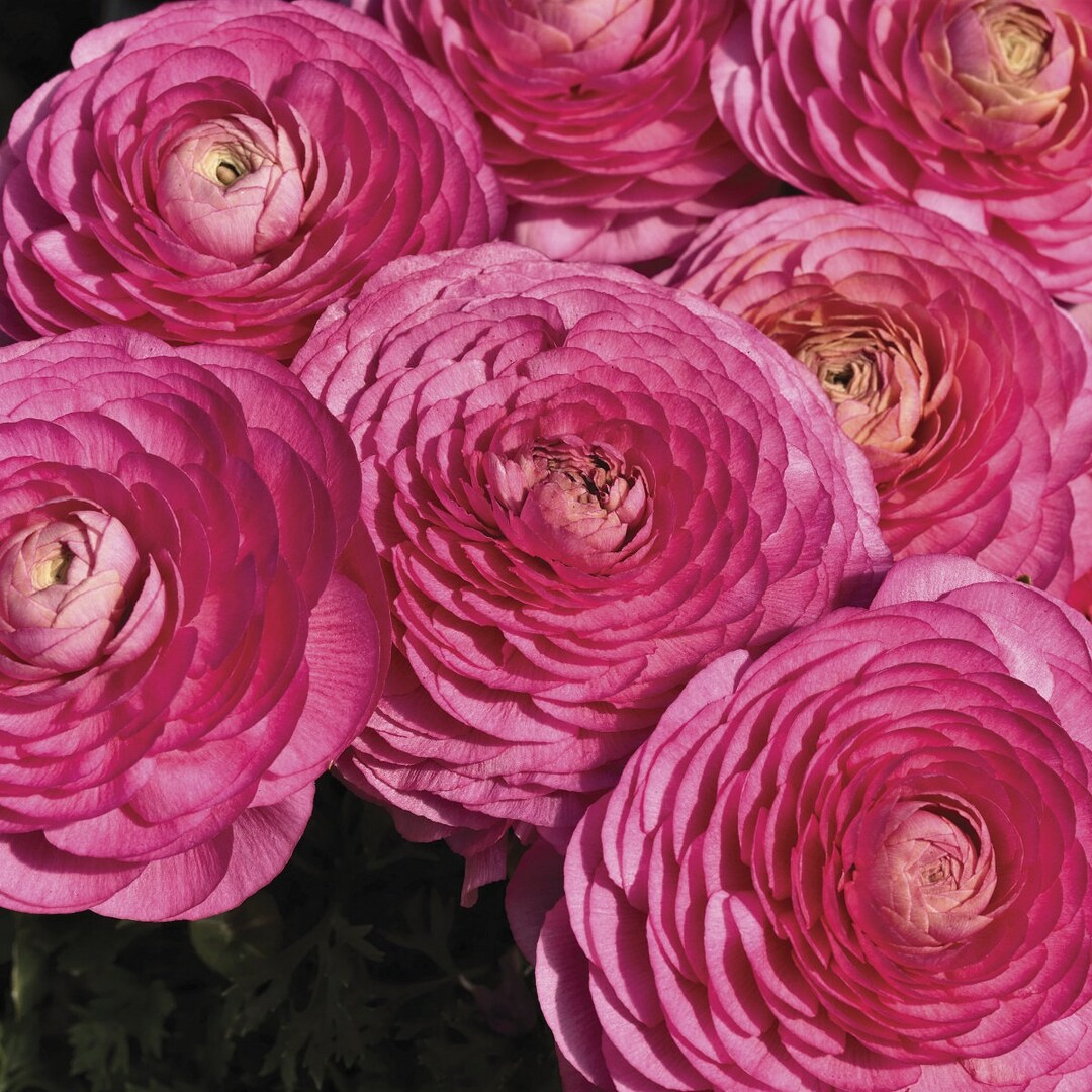 Ranunculus Seeds Magic Rose 25 Seeds Flower Seeds - Etsy