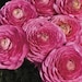 Ranunculus Seeds Magic Rose 25 Seeds Flower Seeds - Etsy