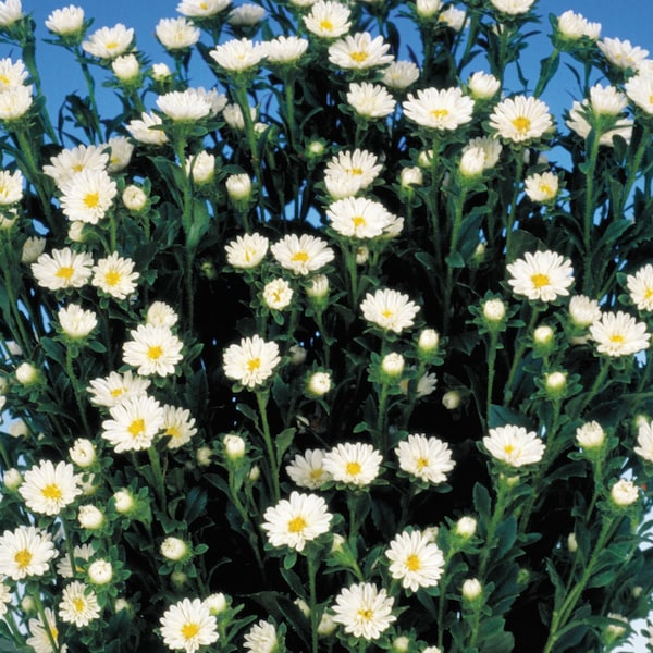 White Aster Flowers - Etsy