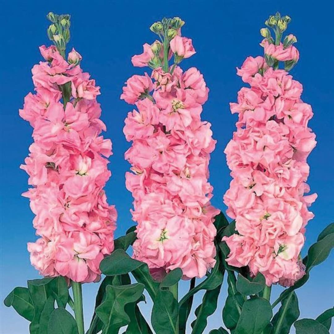 50 Stock Seeds Matthiola Iron Pink Cut Flower Seeds - Etsy