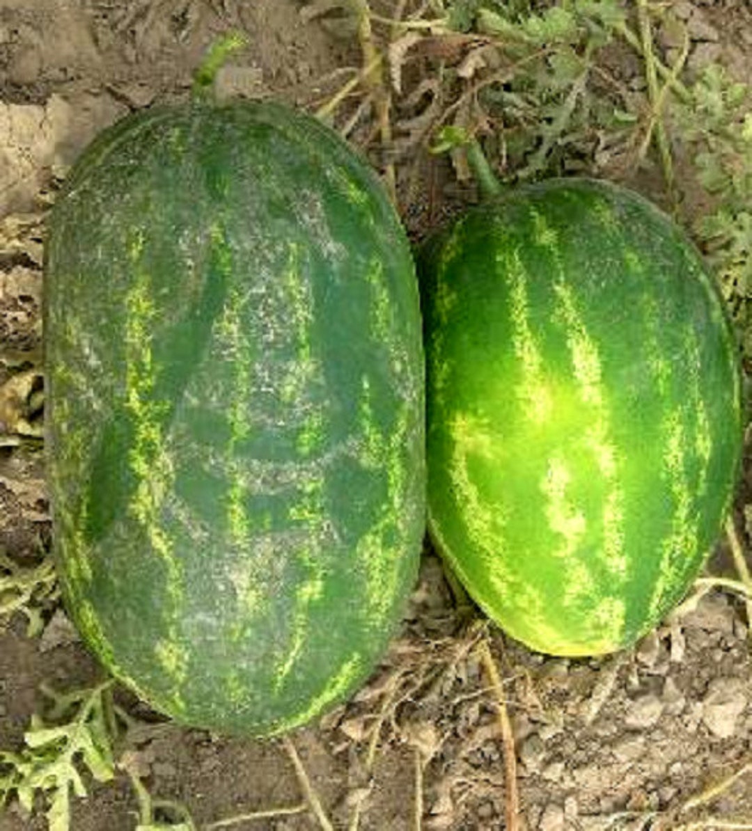 100 Watermelon Seeds Cal Sweet Melon Seeds - Etsy