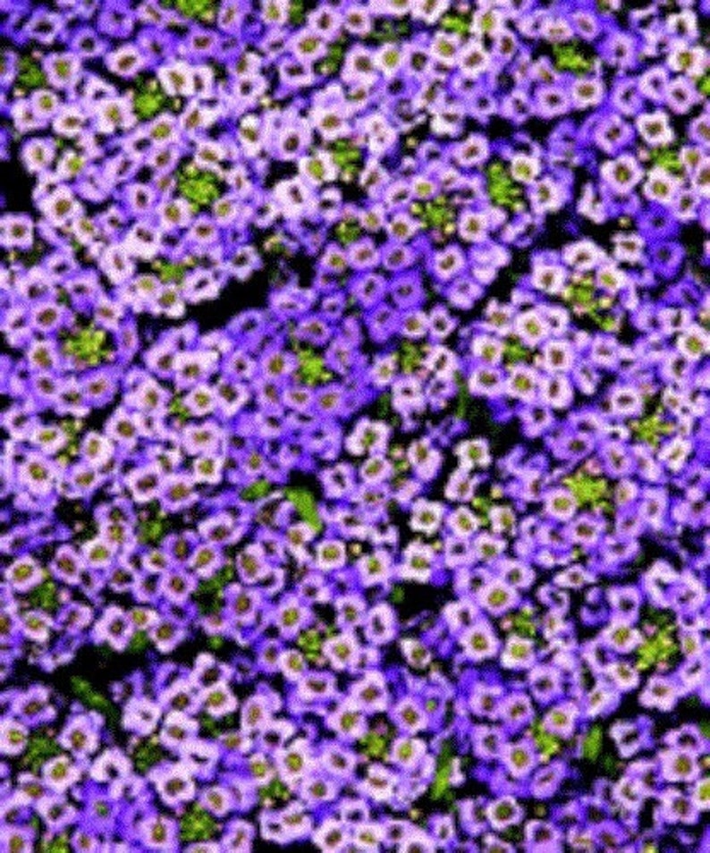 100 Seeds Alyssum Wonderland Blue Ground Cover Etsy