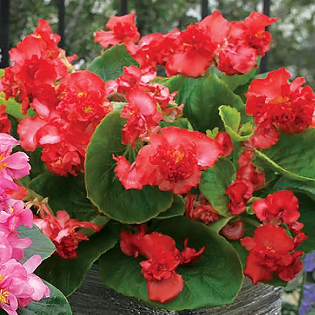 Begonia Seeds F1 Begonia Fiona Red 25 Graines granulées - Etsy Canada