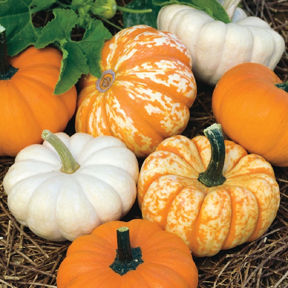 BIN#1R9D2 Mini Harvest Pumpkin Seeds Mini Pumpkin F1 Variety 25 Thru ...