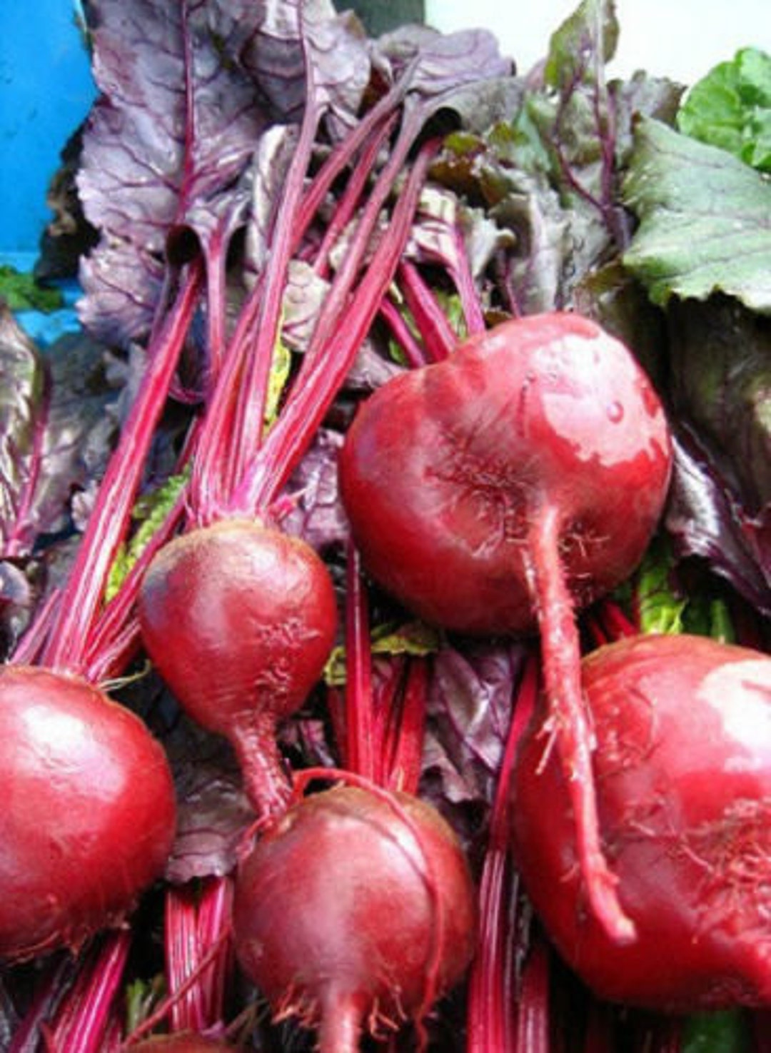 250 Beet Seeds Bulls Blood Beets - Etsy