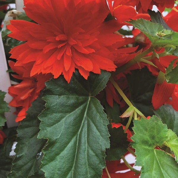 Scarlet Begonia Plant - Etsy