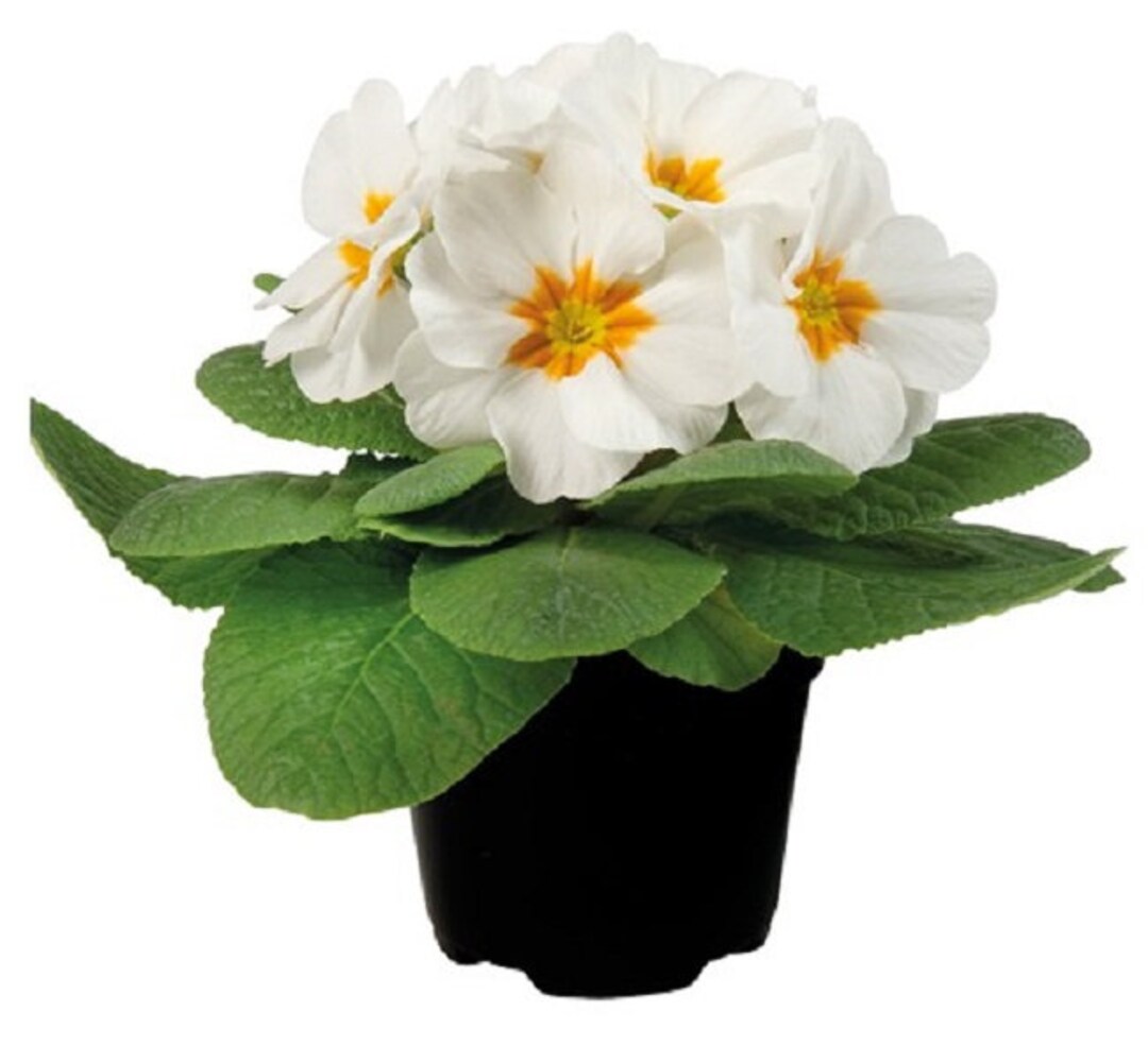 Primula Seeds Primula Paradiso Early White 50 Primrose Seeds - Etsy