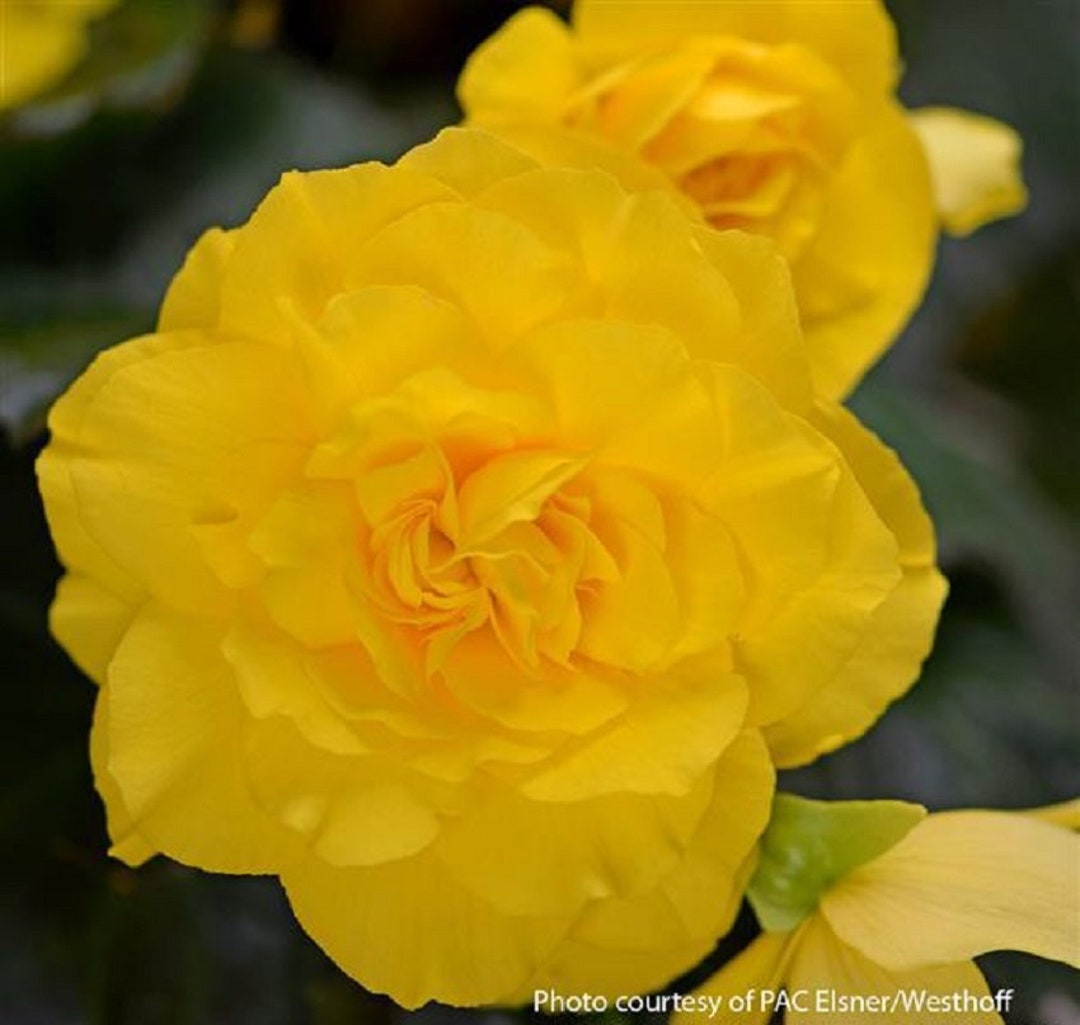 Begonia Seeds Begonia Prism Lemon Yellow 15 Pelleted Seeds Tuberous ...