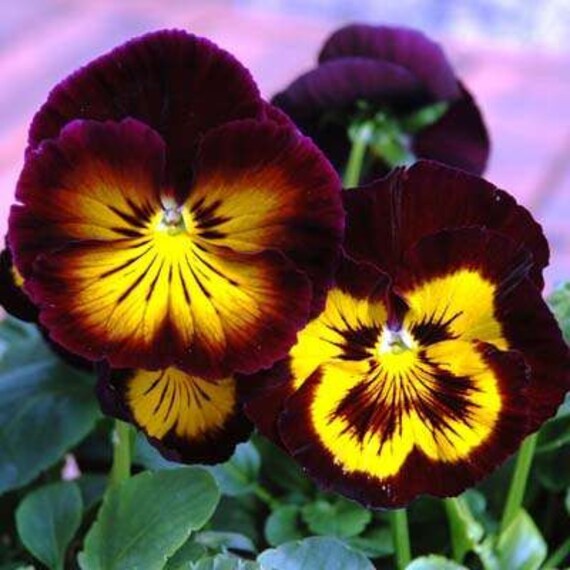 Other Greenery Gardening & Plants 50 Pansy Joker Mahogany Gold Pansy ...