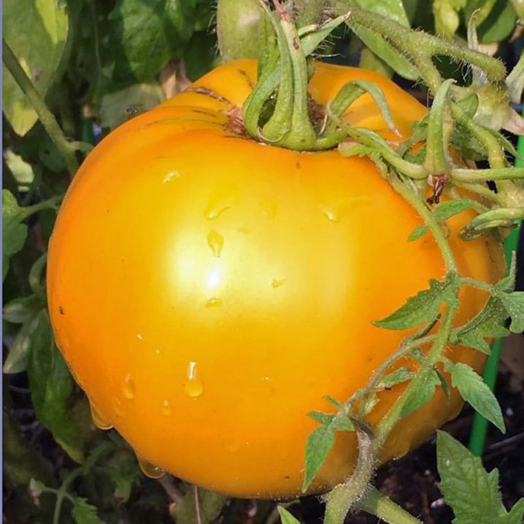 Tomato Seeds Jubilee Golden Orange 50 Seeds Heirloom Tomato - Etsy
