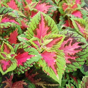 MPB#1 Coleus Seeds Coleus Premium Sun Watermelon 15 Thru 200 Pelleted ...