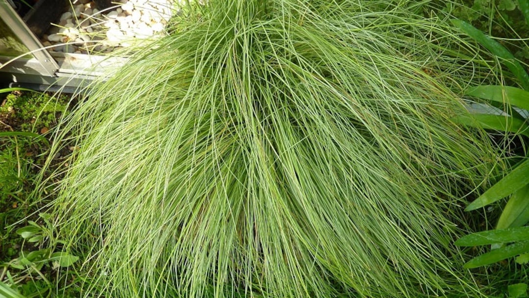 Carex Grass Seeds Amazon Mist Ornamental Grass 25 Pelleted Seeds Grass ...