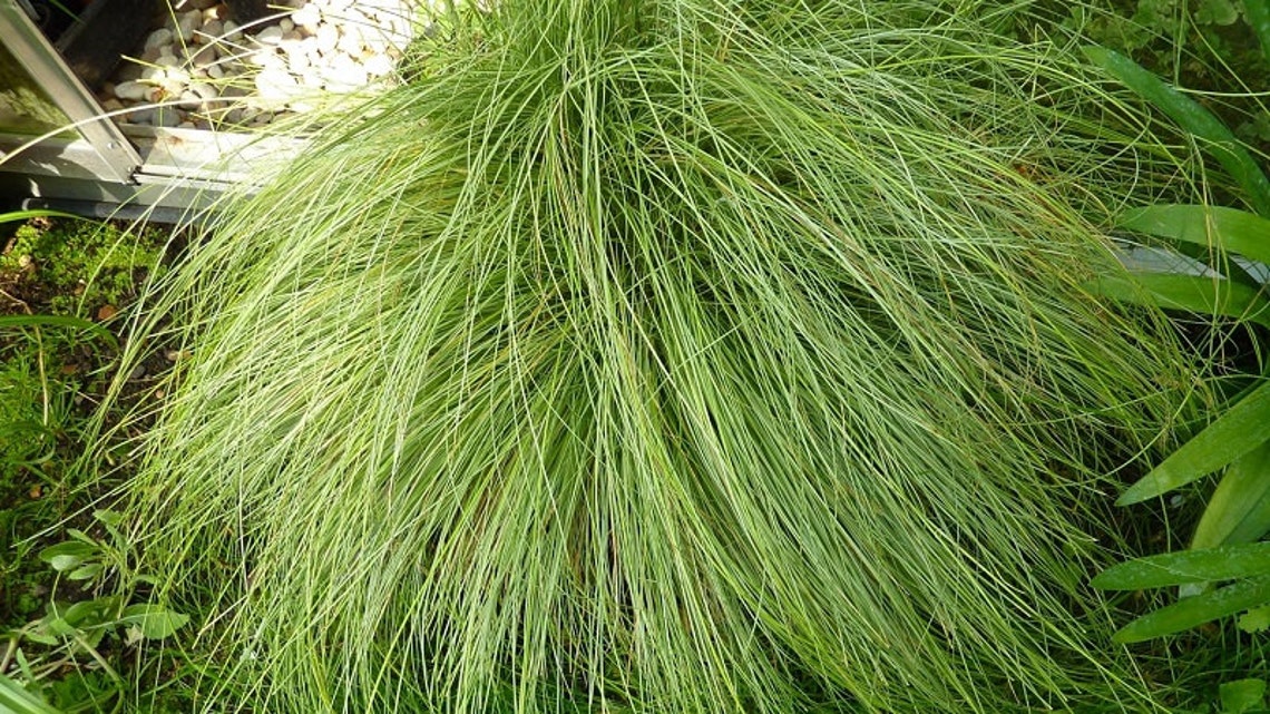 Carex Grass Seeds Amazon Mist Ornamental Grass 25 Pelleted | Etsy