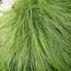 Carex Grass Seeds Amazon Mist Ornamental Grass 25 Pelleted Seeds Grass ...