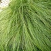 Carex Grass Seeds Amazon Mist Ornamental Grass 25 Pelleted Seeds Grass ...