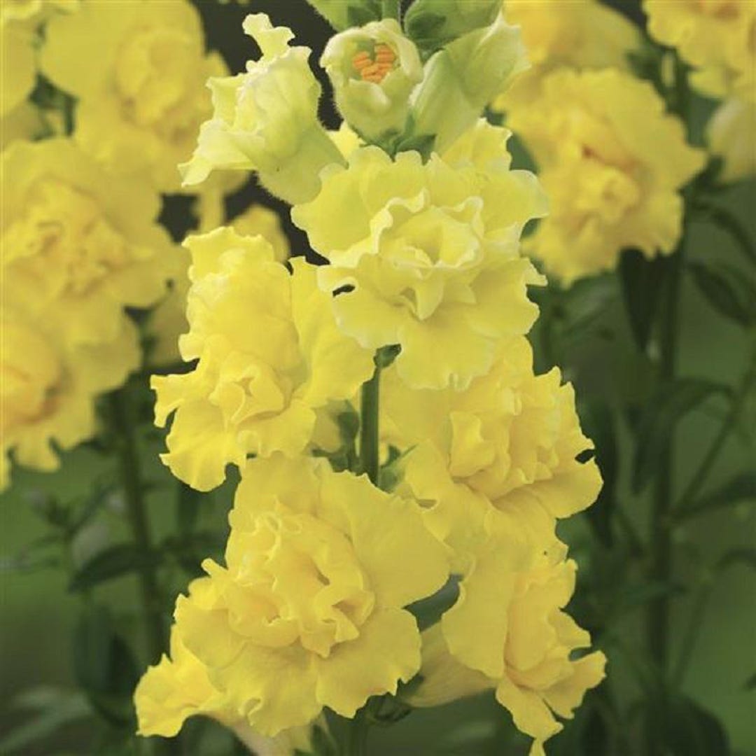 Floral Arrangements 50 Snapdragon Seeds Snapdragon Legend Yellow Great ...