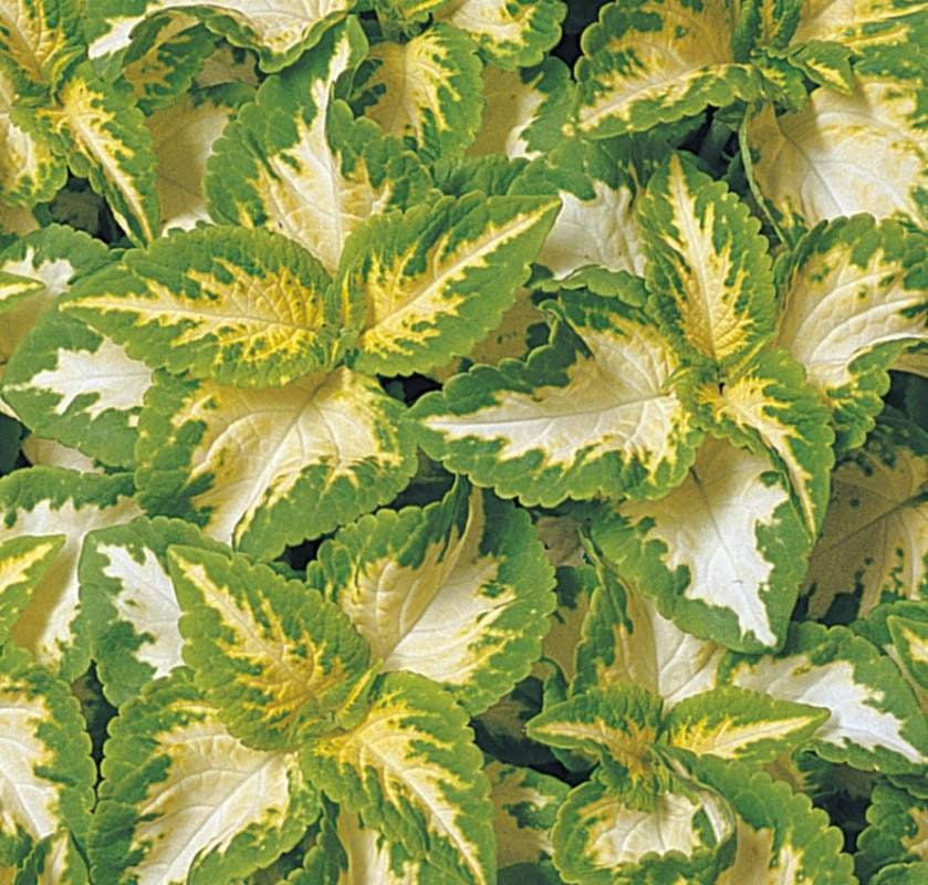 MPB2 Coleus Seeds Wizard Jade 50 Thru 1000 Seeds - Etsy