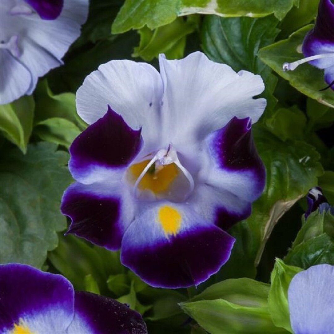 Torenia Seeds Hi Lite Blue Beacon 50 Pelleted Seeds Bright Torenia - Etsy