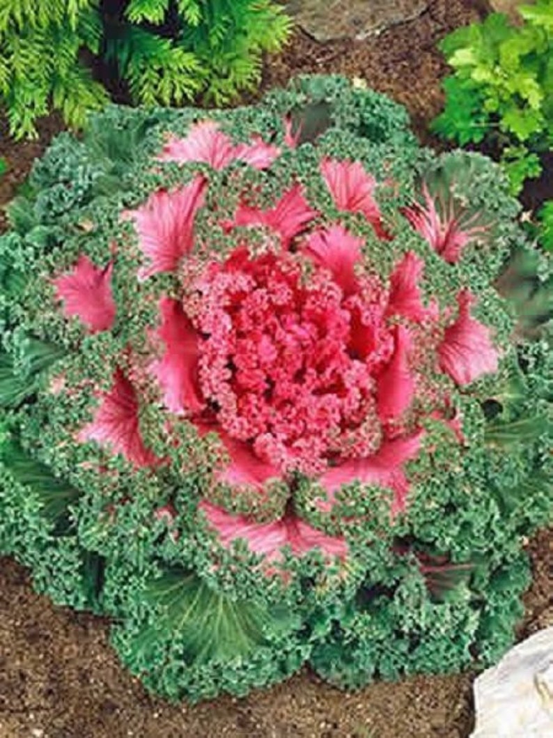 Flowering Kale Seeds Red Kamome Series 50 thru 1000 Seeds | Etsy
