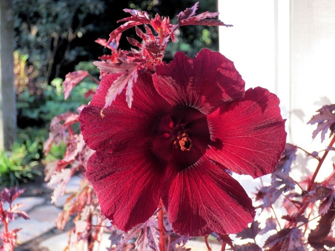 Flower Seeds 15 Hibiscus Seeds Splendor Mahogany Flowers - Etsy
