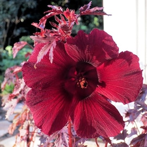 Flower Seeds 15 Hibiscus Seeds Splendor Mahogany Flowers - Etsy