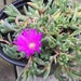 MPB5 Delosperma Seeds Ice Plant Seeds Table Mountain Perennial Seeds 25 ...