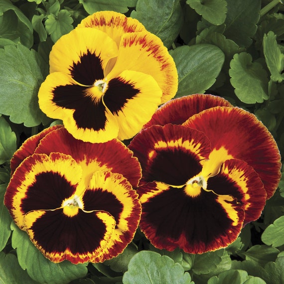 Pansy Seeds Colossus Fire 50 Seeds Flower Seeds | Etsy