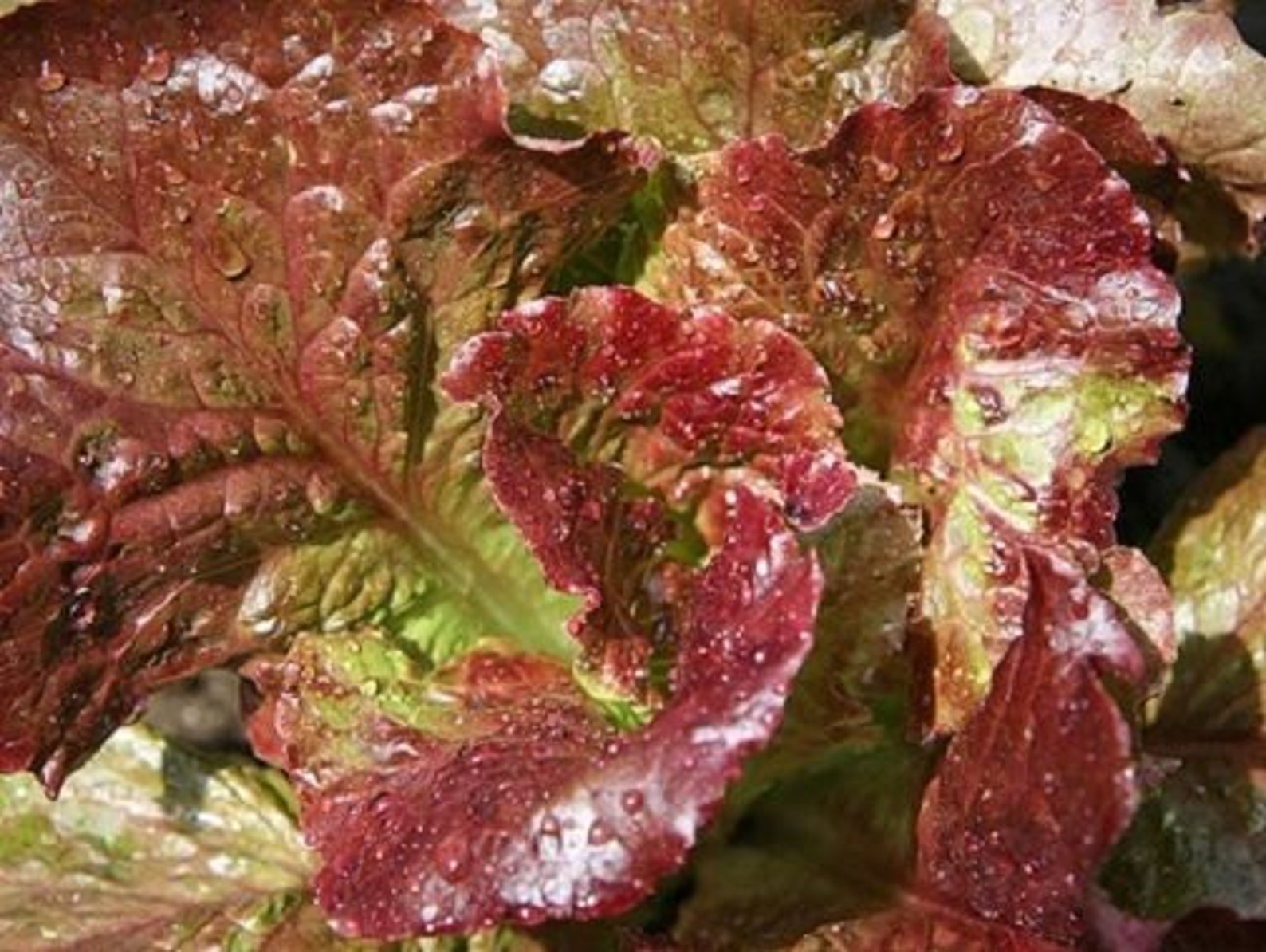 3,000 Prizehead Leaf Lettuce Seeds Salads - Etsy