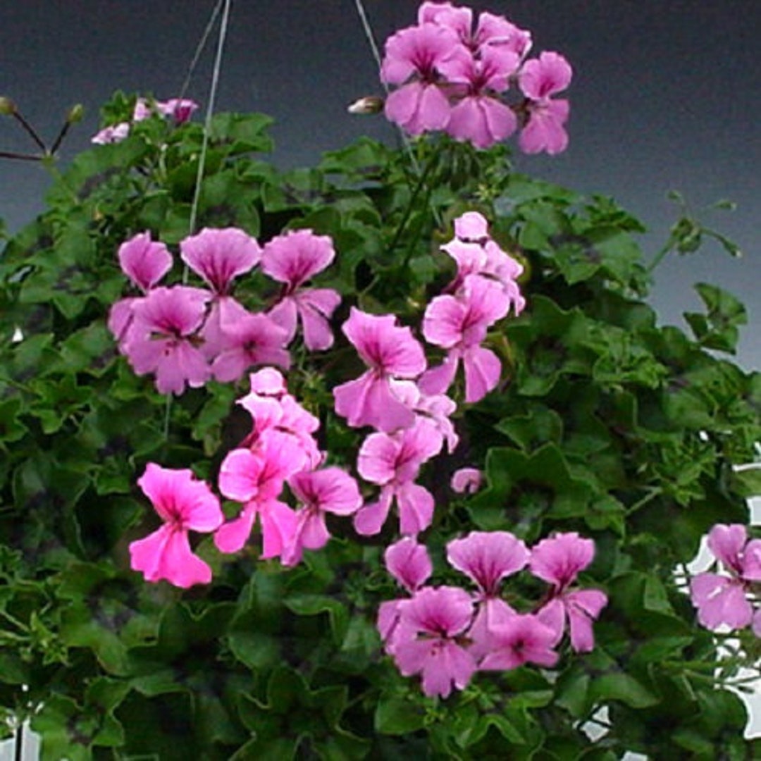 Geranium Seeds Cascade Beauty Lilac Trailing Geranium 15 Seeds Ivy ...