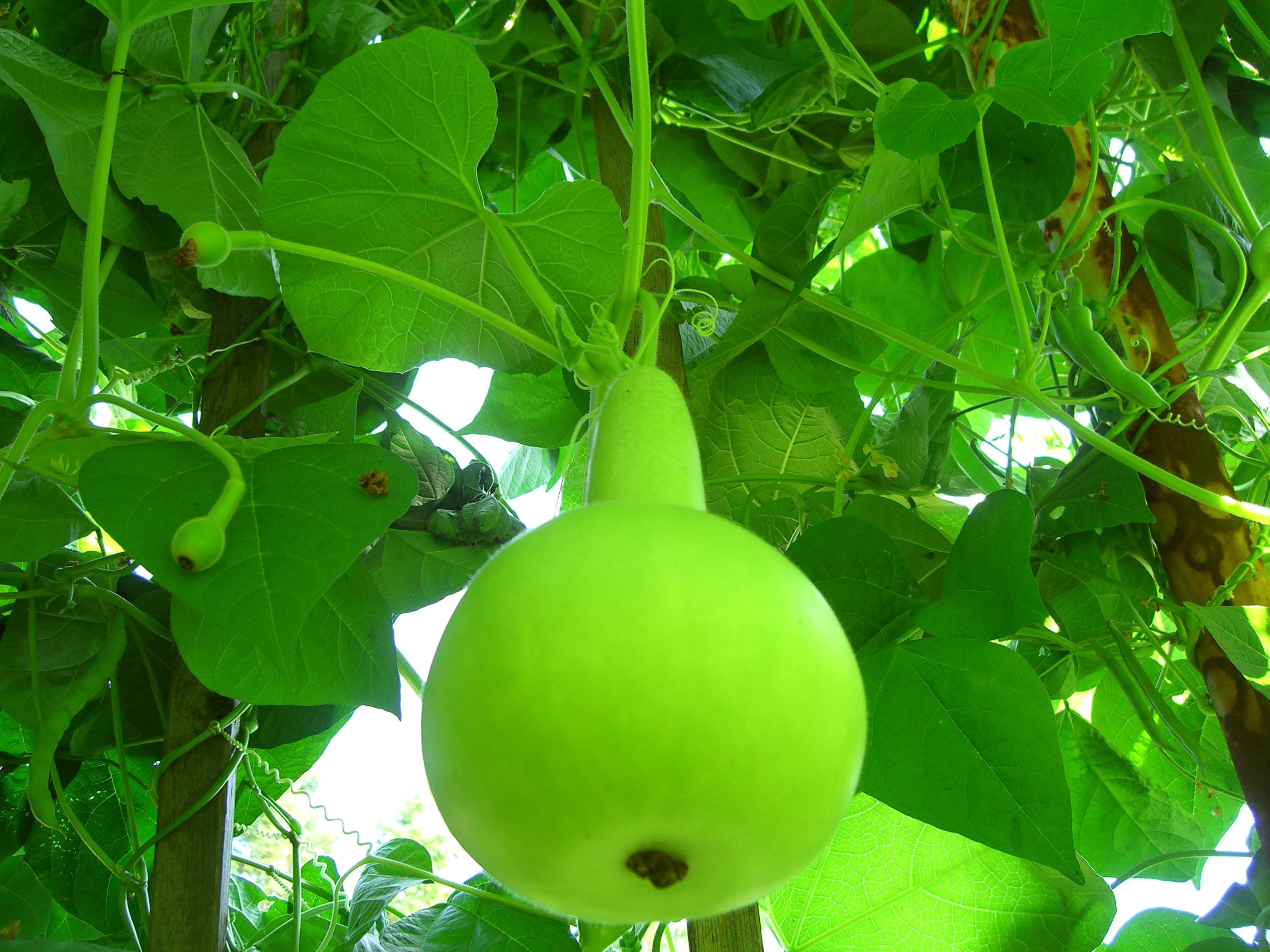 MPB5 Birdhouse Gourd Seeds Lagenaria 15 Thru 200 Seeds Bottle | Etsy