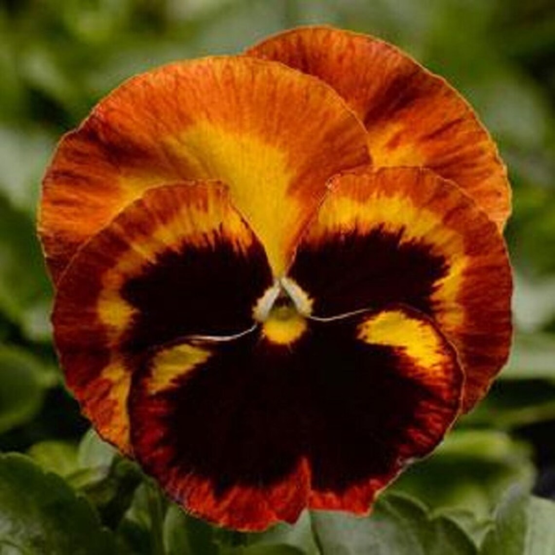 Pansy Seeds Pansy Matrix Solar Flare 25 Seeds Extra Large | Etsy