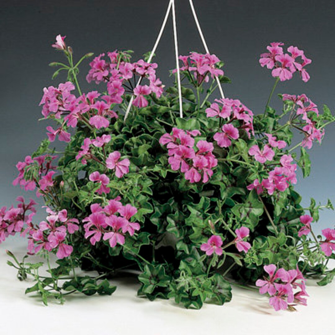 15 Geranium Seeds Film Coated Tornado Rose Ivy Geranium Flower Seeds - Etsy