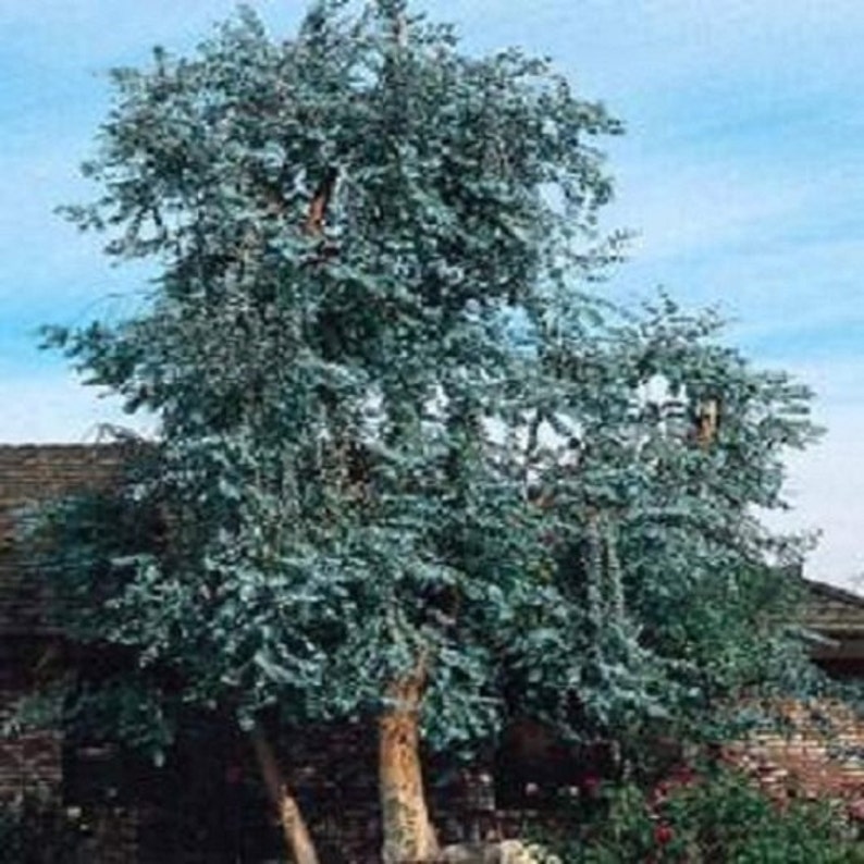 MPB5 Eucalyptus Silver Dollar Tree Seeds 25 Seeds - Etsy