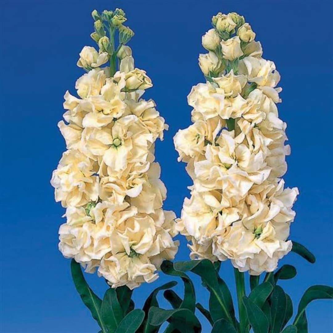 50 Stock Seeds Matthiola Iron Yellow Cut Flower Seeds - Etsy