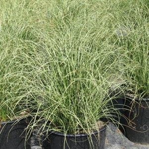 Carex Grass Seeds Amazon Mist Ornamental Grass 25 Pelleted Seeds Grass ...