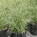 Carex Grass Seeds Amazon Mist Ornamental Grass 25 Pelleted Seeds Grass ...
