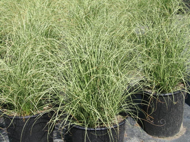 Carex Grass Seeds Amazon Mist Ornamental Grass 25 Pelleted | Etsy