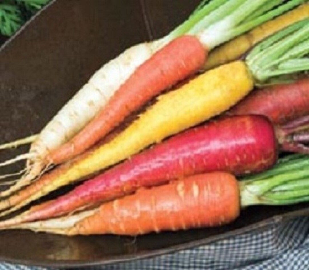 1000 Carrots Seeds Rainbow Blend Garden Seeds Rainbow Carrots - Etsy