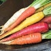 1000 Carrots Seeds Rainbow Blend Garden Seeds Rainbow Carrots | Etsy