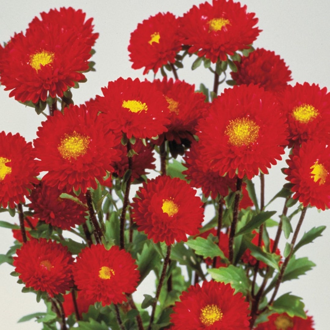 Aster Seeds Aster Matsumoto Red 50 Aster Seeds Flower Seeds - Etsy