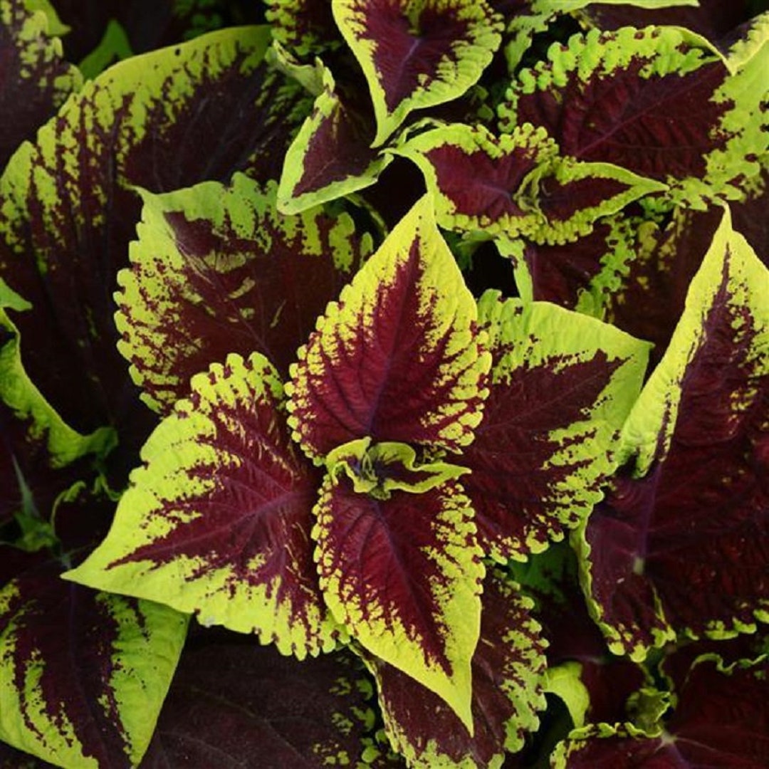 15 Pelleted Coleus Seeds Kong Scarlet Giant Coleus Garden Seeds, Plant ...