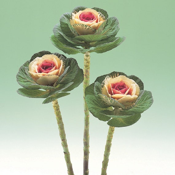 50 Flowering Kale Seeds Flowering Kale Crane Bicolor | Etsy