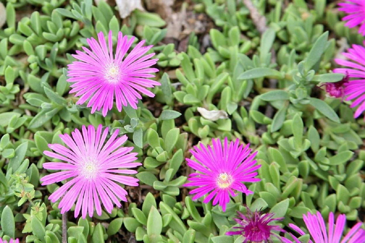 MPB5 Delosperma Seeds Ice Plant Seeds Table Mountain - Etsy