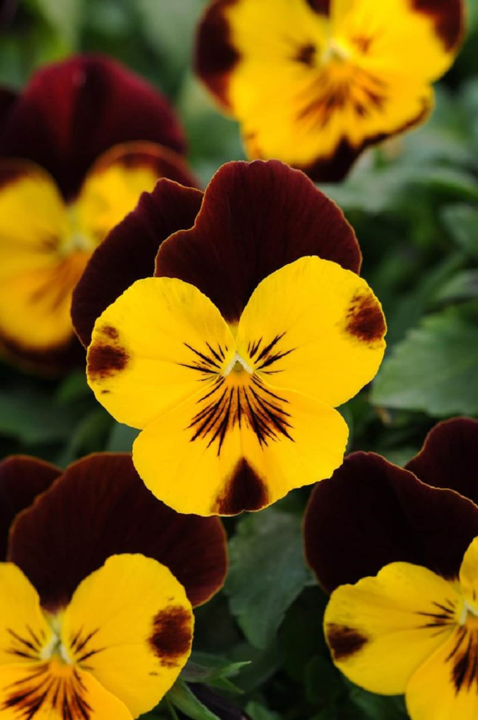 Pansy Seeds Cool Wave Sunshine And Wine Trailing Pansy 15 | Etsy