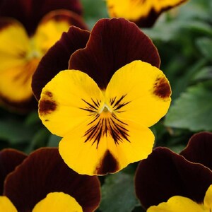 Pansy Seeds Cool Wave Sunshine and Wine Trailing Pansy 15 Seeds Hanging ...