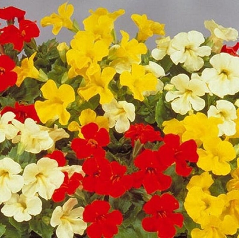 Mimulus Seeds Mystic Mix 50 Pelleted Seeds - Etsy