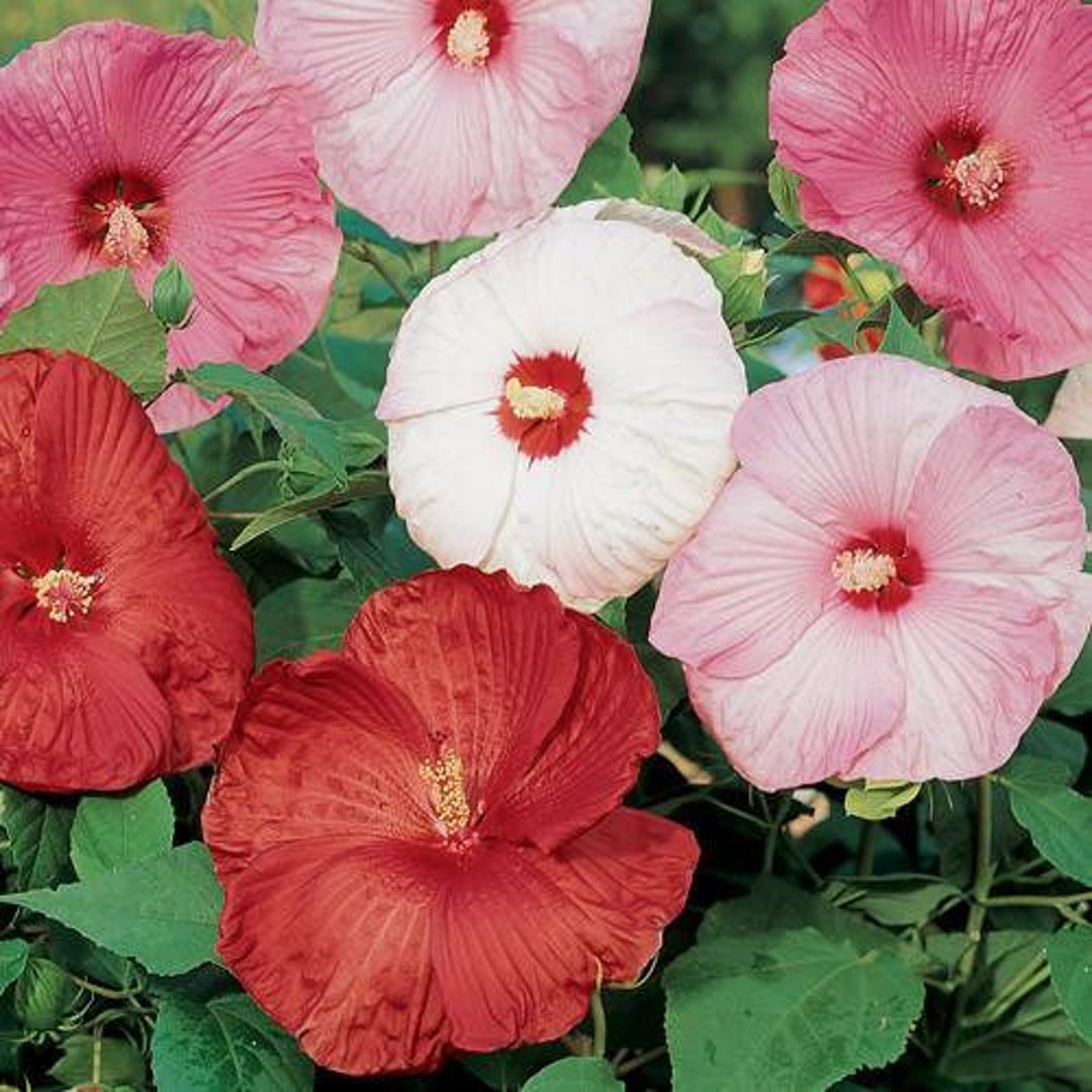 Hibiscus Disco Belle Mix Hybrid 15 Hibiscus Seeds (perennial Seeds) - Etsy