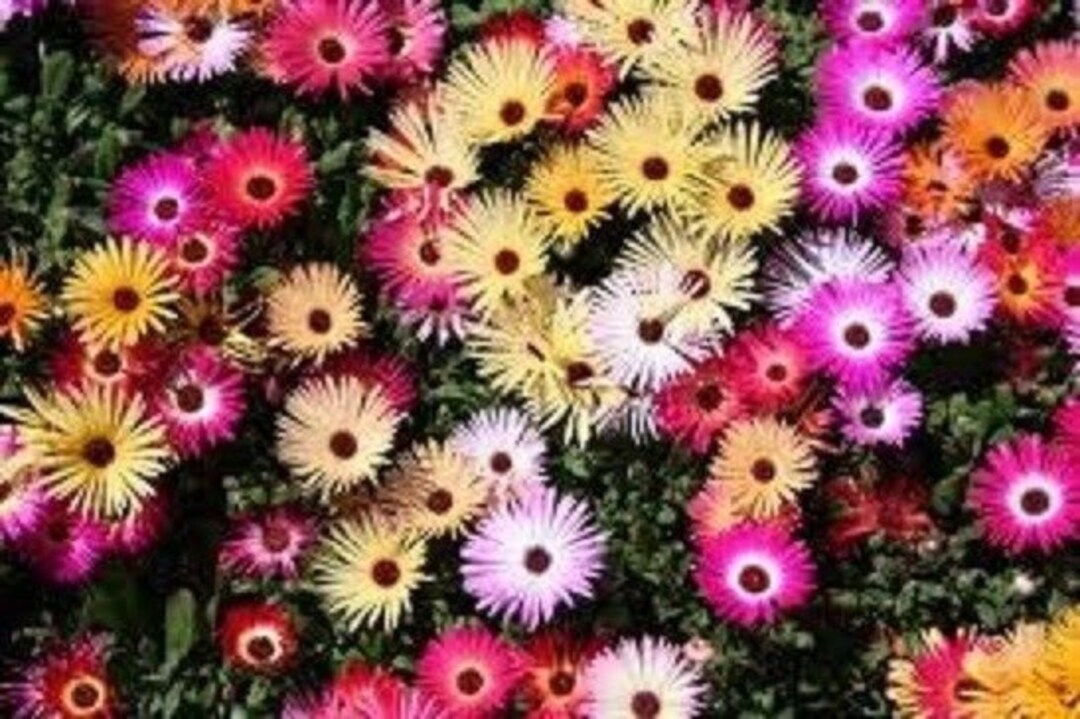 Daisy Seeds 250 Livingstone Daisy Seed Mix Flowers - Etsy