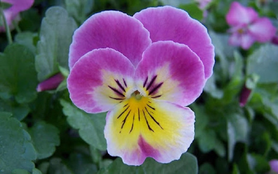 Flowers 50 Pansy Seeds Ultima Radiance Pink Pansy Seeds - Etsy